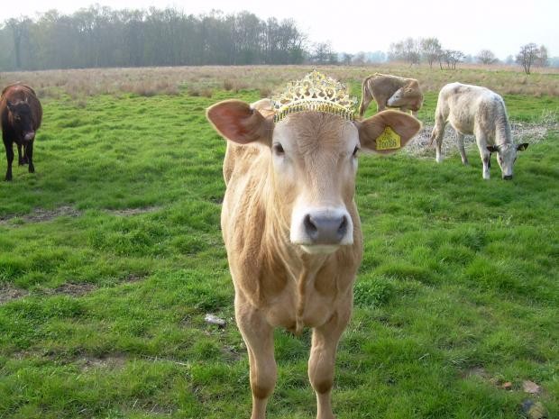 The Collective To Crown 'Cow Of The Year' In Special Beauty Pageant For ...